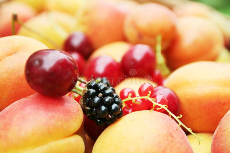 Vruchten stock foto. Image of oogst, tuin, vitamine, vrucht - 5680584