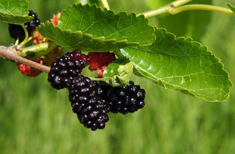 Verse Moerbeiboom, Zwarte Rijpe En Rode Onrijpe Moerbeibomen Stock ...