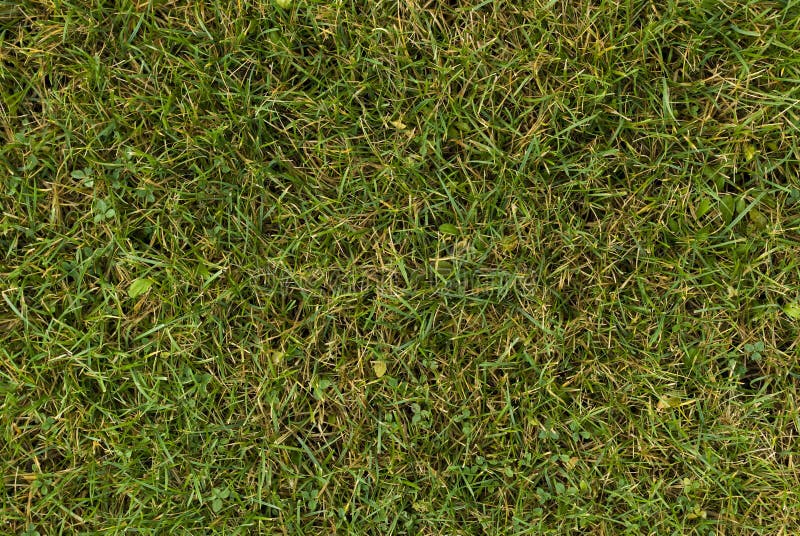 Herbe verte de ci-avant photo stock. Image du gazon, sain - 11302574