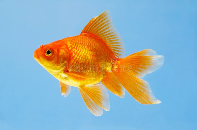 Vue D'un Petit Poisson Rouge De Verseau Image stock - Image du attente ...