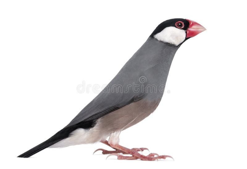 Moineau De Java - Oryzivora De Padda Photo stock - Image du domestique ...