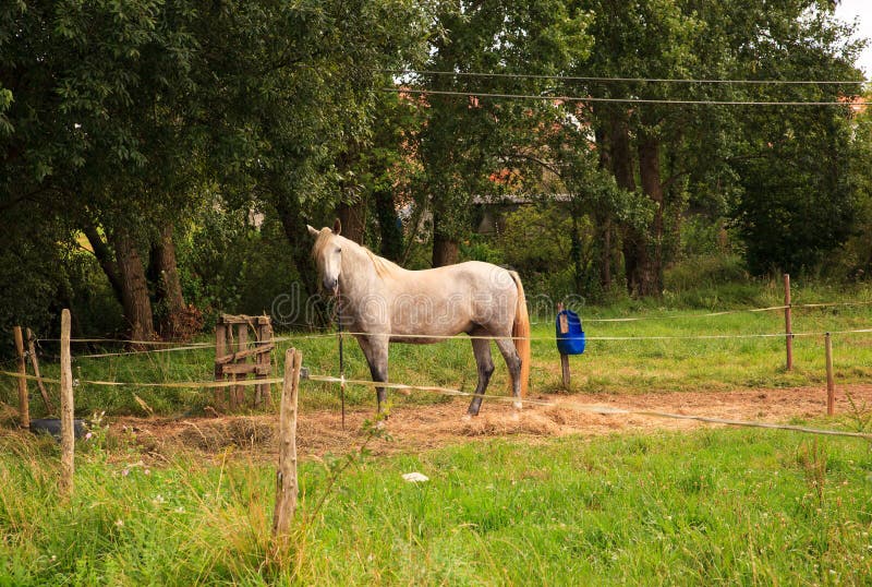 Vue de cheval photo stock. Image du cheval, rustique - 81053050