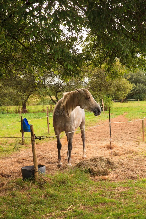 Vue de cheval photo stock. Image du cheval, rustique - 81053050