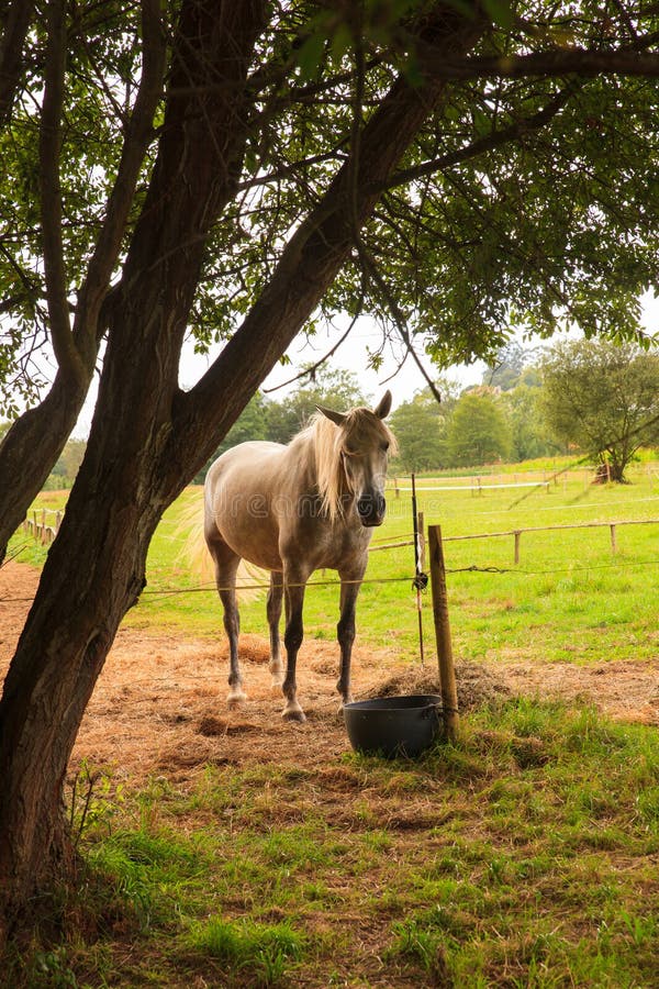 Vue de cheval photo stock. Image du cheval, rustique - 81053050