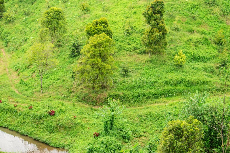 Vue de colline verte image stock. Image du scénique - 118597649