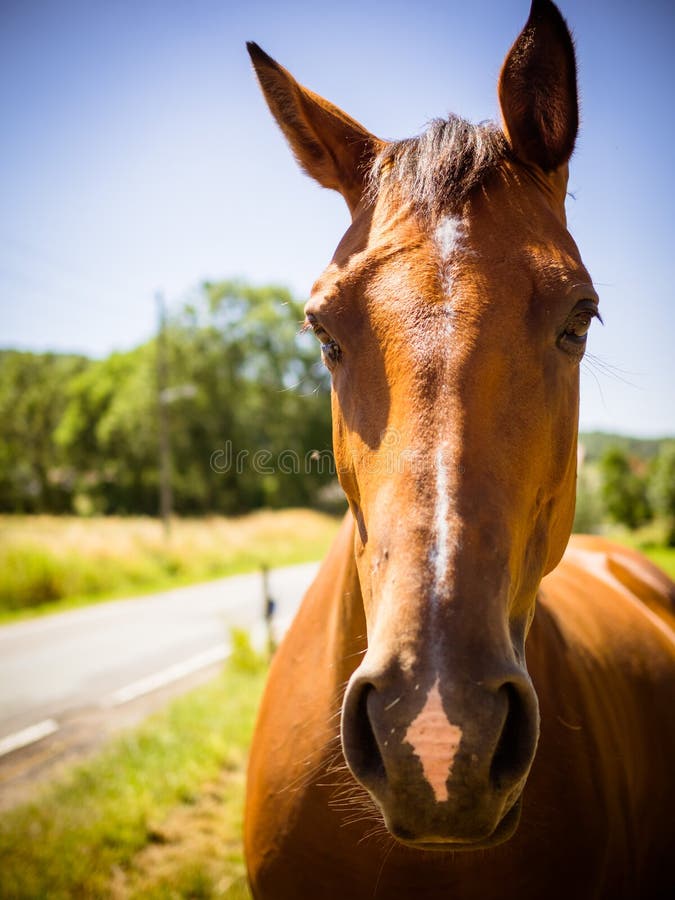 Vue de face d'un cheval image stock. Image du brun, équin - 125586315