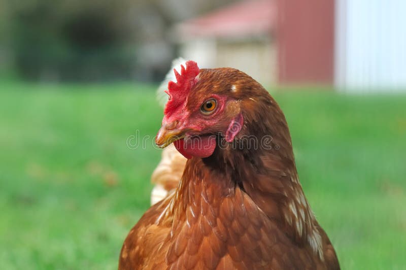 Poule rouge image stock. Image du local, volaille, agriculture - 15457853
