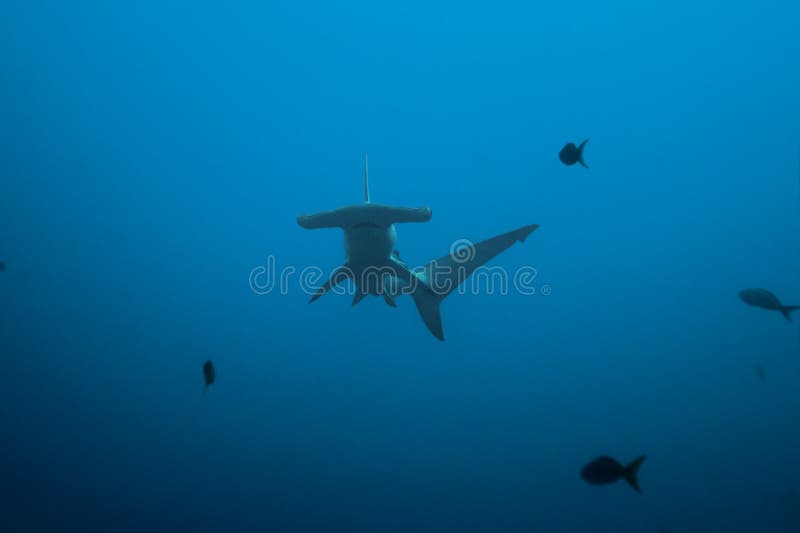 Vue De Face De Requin De Poisson-marteau Dedans Photo stock - Image du ...