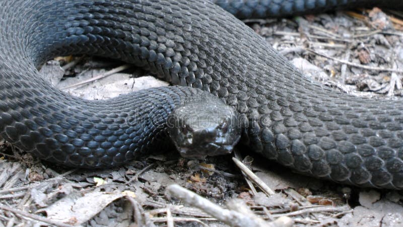 Vue De Face De Serpent De Reptile Photo stock - Image du reptile ...