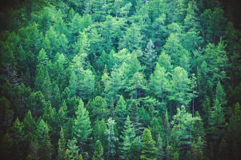 Arbres Verts Sains Dans Une Forêt De Vieux Sapin, Photo stock - Image ...