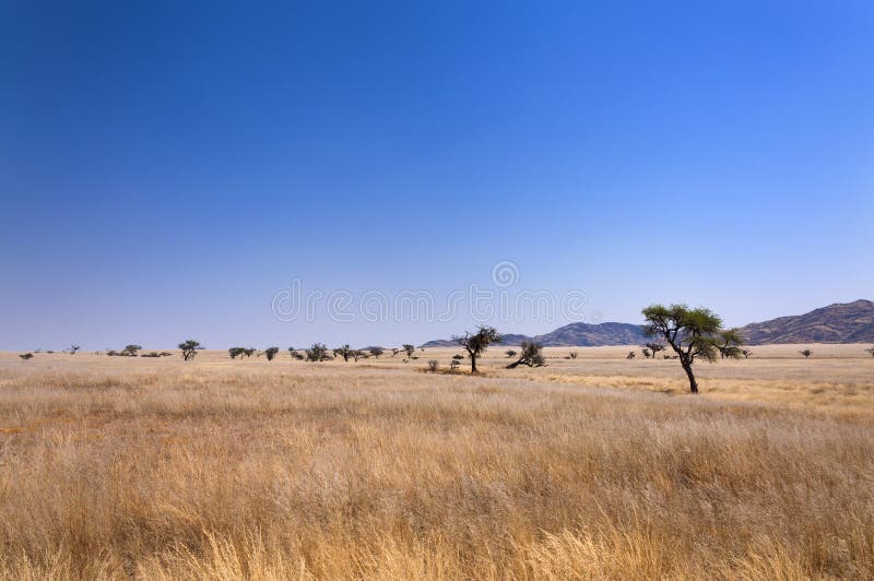 Vue De La Savane En Namibie Photo stock - Image du aride, course: 74699338