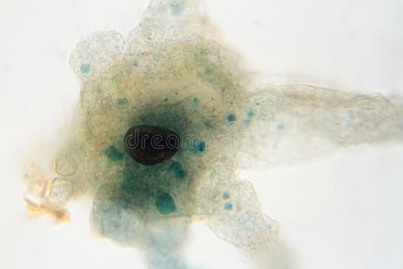 Vue De Microscope D'une Amibe Image stock - Image du éducation, vacuole ...