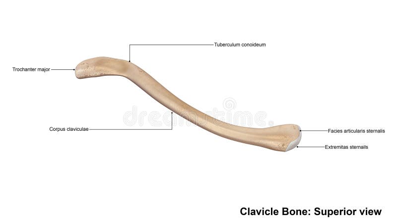 Clavicula Stock Illustrations, Vecteurs, & Clipart – (3 Stock ...