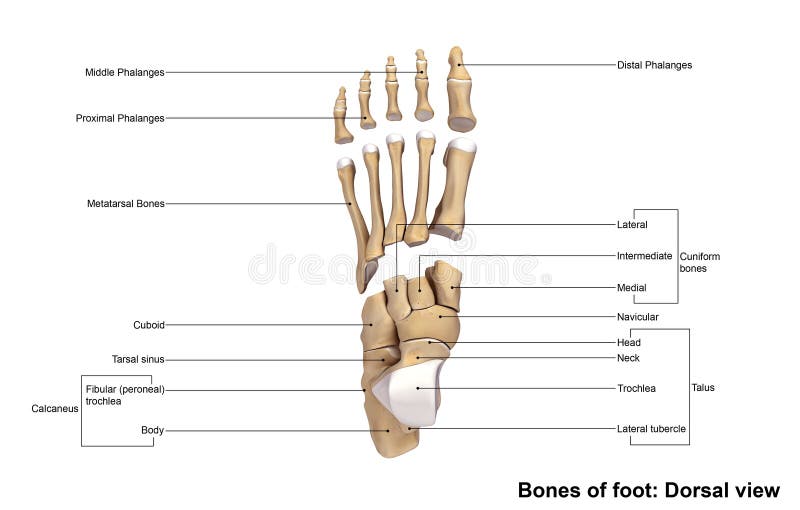 Vue dorsale de pied illustration stock. Illustration du anatomie - 76445035