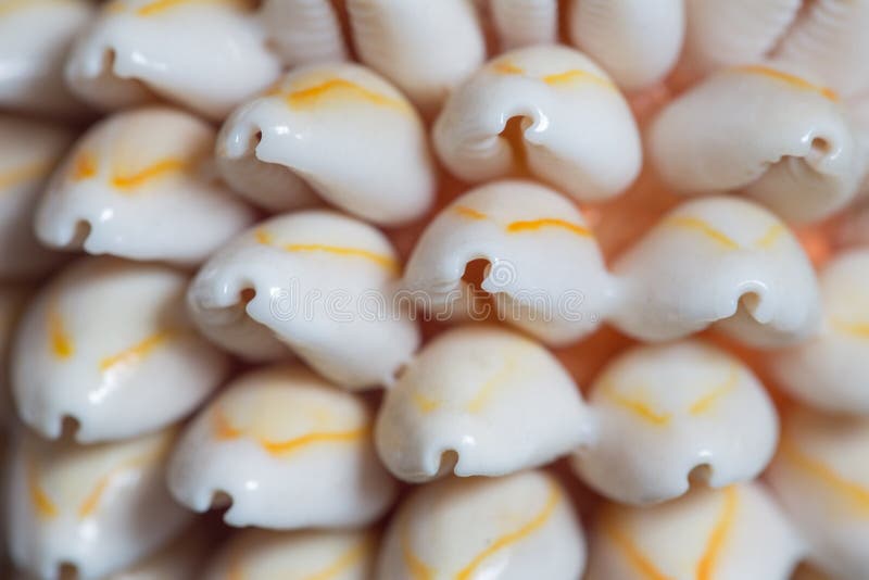 Vue du coquillage/du cauri image stock. Image of marin - 81185971