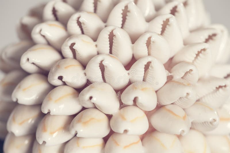 Vue du coquillage/du cauri image stock. Image du coque - 81169015