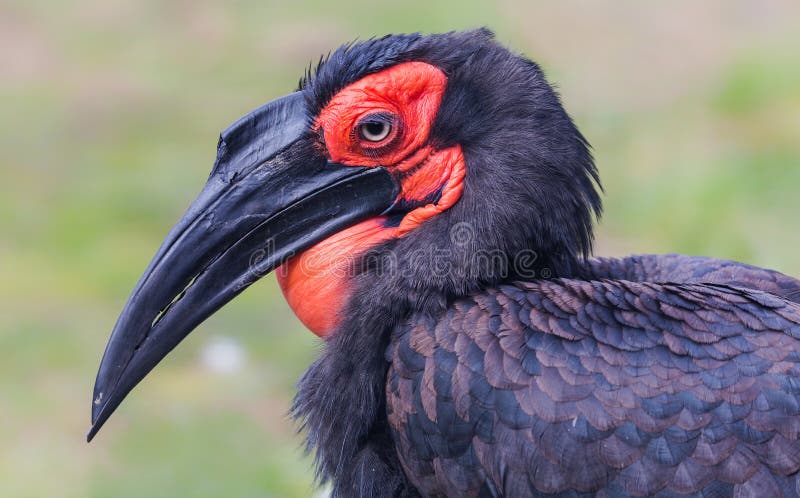 Vue En Gros Plan D'un Calao Moulu Du Sud Image stock - Image du oeil ...