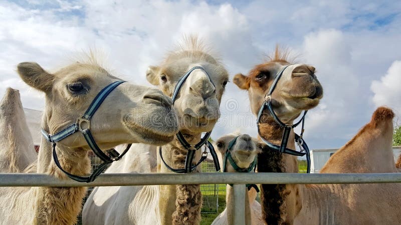 Vue En Gros Plan De Quatre Chameaux Curieux Image stock - Image du oeil ... Vue En Gros Plan De Quatre Chameaux Curieux Image stock - Image du oeil ...