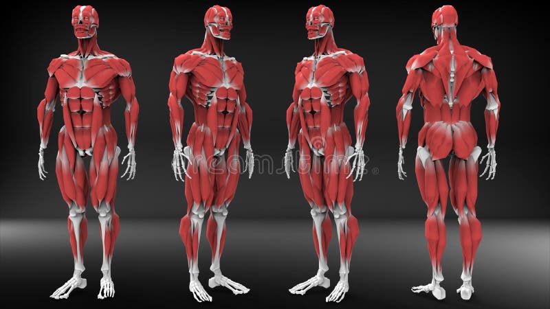 Vue masculine d'anatomie illustration stock. Illustration du humain ...