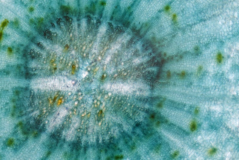 Vue Microscopique D'une Racine De Carotte Image stock - Image du ...