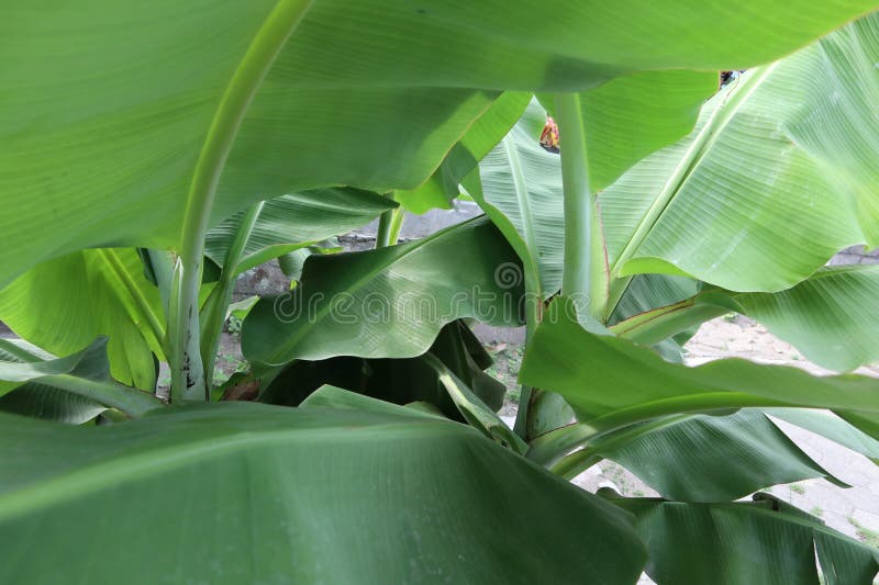 Vue Rapprochée Des Feuilles De Bananier Devant La Maison Image stock ... Vue Rapprochée Des Feuilles De Bananier Devant La Maison Image stock ...