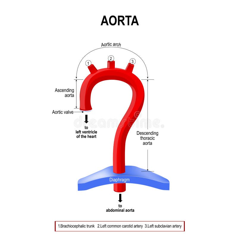 Illustration D'aorte Thoracique Illustration Stock - Illustration du ...