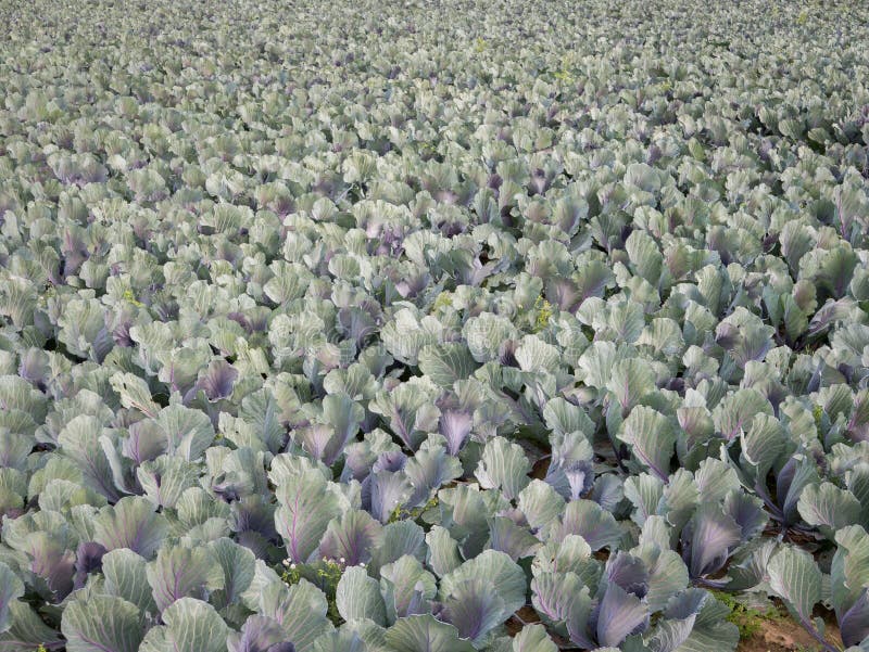 Plantation de chou rouge image stock. Image du côté, large - 30462901