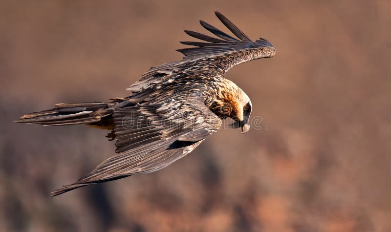 Vuelo del buitre barbudo imagen de archivo. Imagen de ambiente - 24775955