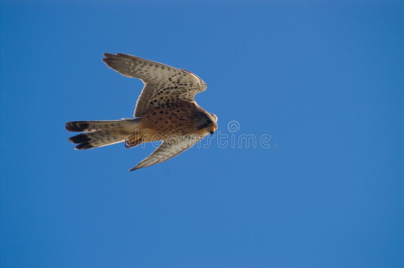 Halcón Volando En El Cielo En Un Día De Verano Nublado Foto de archivo ...
