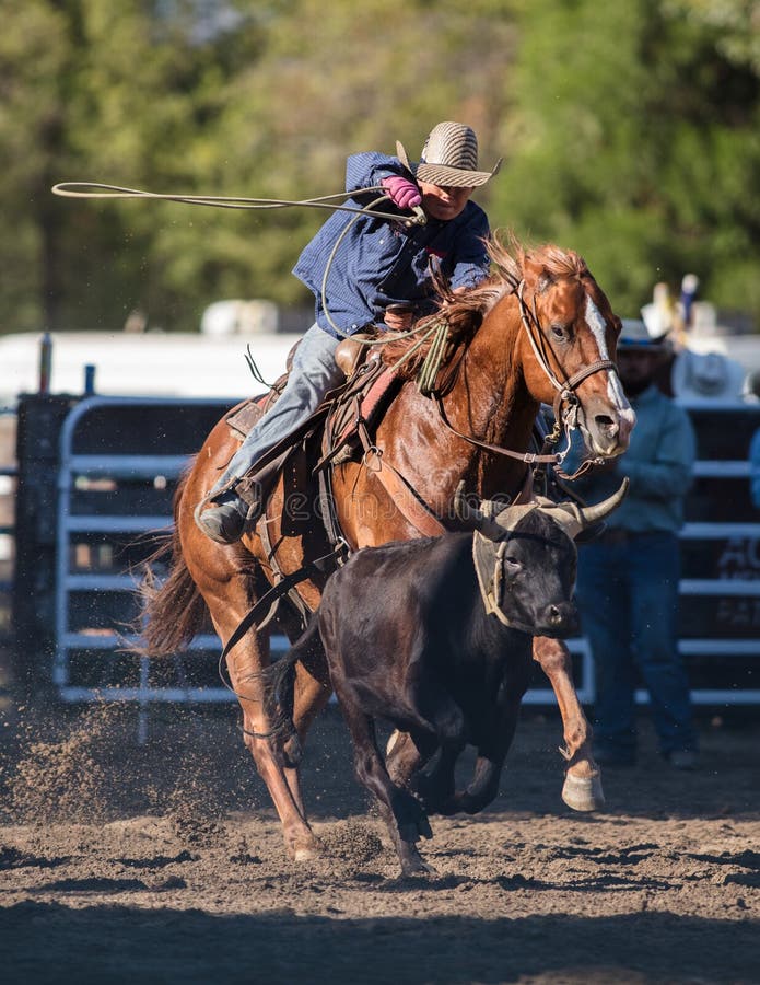 Vuelo del lazo imagen editorial. Imagen de montura, vida - 97303950