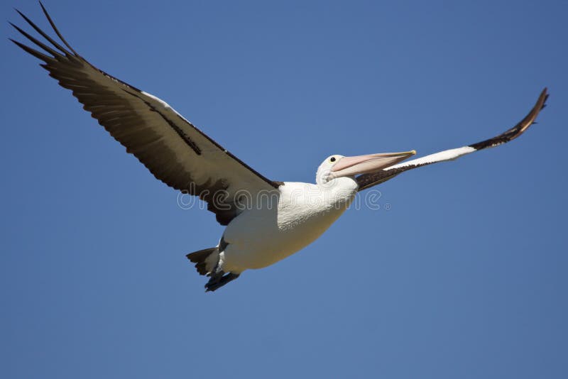 Pelícano volando foto de archivo. Imagen de pista, australiano - 12674672