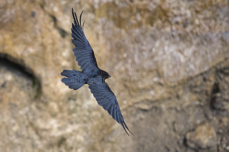 Cuervos Volando En El Cielo Azul Imagen de archivo - Imagen de azul ...