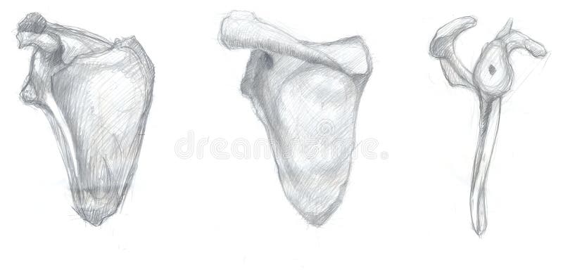 Os d'omoplate illustration stock. Illustration du nervure - 88890256