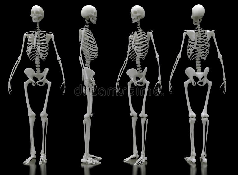 Vues Masculines Du Squelette Quatre Illustration Stock - Illustration ...