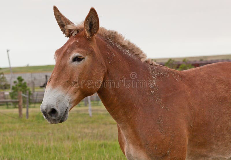 Glimlachende muilezel stock foto. Image of lachen, uitdrukking - 34269666