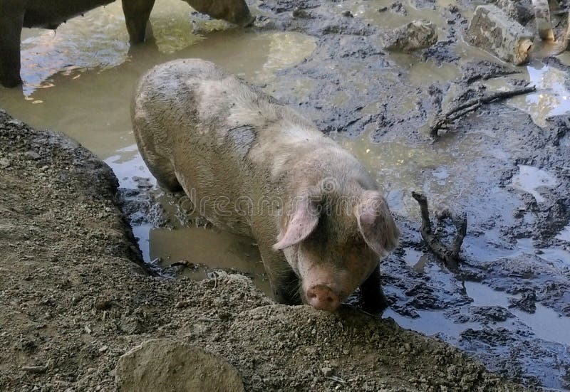 Vuile varkens in modder stock foto. Image of vlees, pulp - 84835910