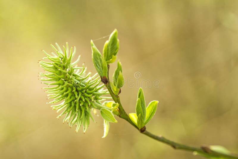 De Bloem Van Onopordumacanthium Stock Foto - Image of kruid, bloem ...