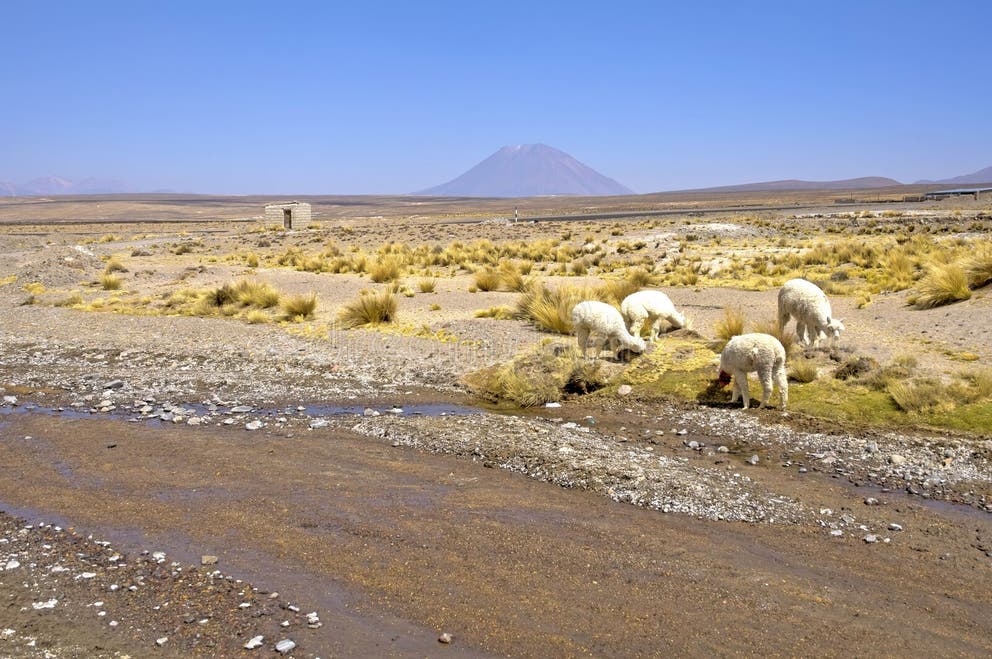 The vulcan El Misti, Peru stock image. Image of animal - 16168345