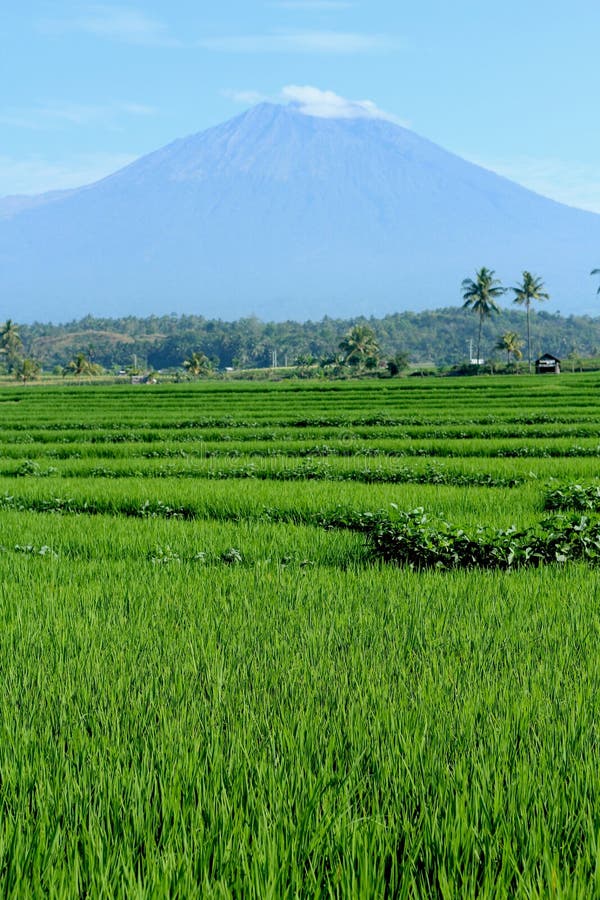 Vulcano stock image. Image of vulcano, green, nature - 97944009