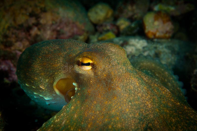 Middellandse Zee Van Het Octopus Vulgaris Weekdier Stock Foto - Image ...