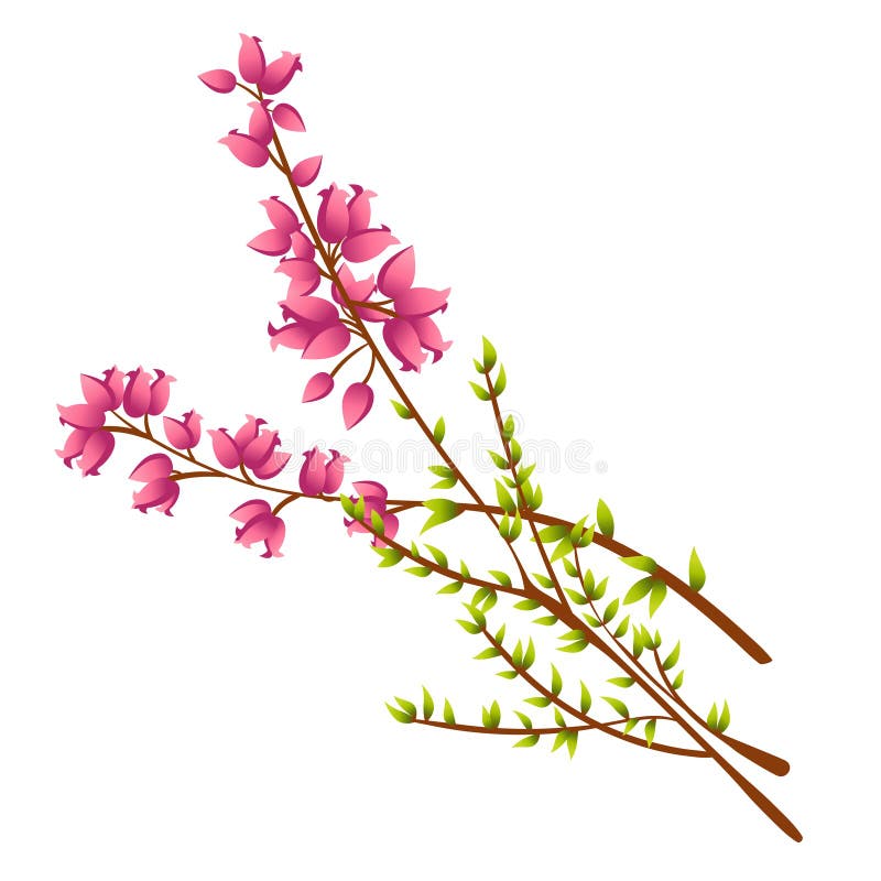 Ericaceae of Heidefamilie Van Bloeiende Installaties Vector Illustratie ...