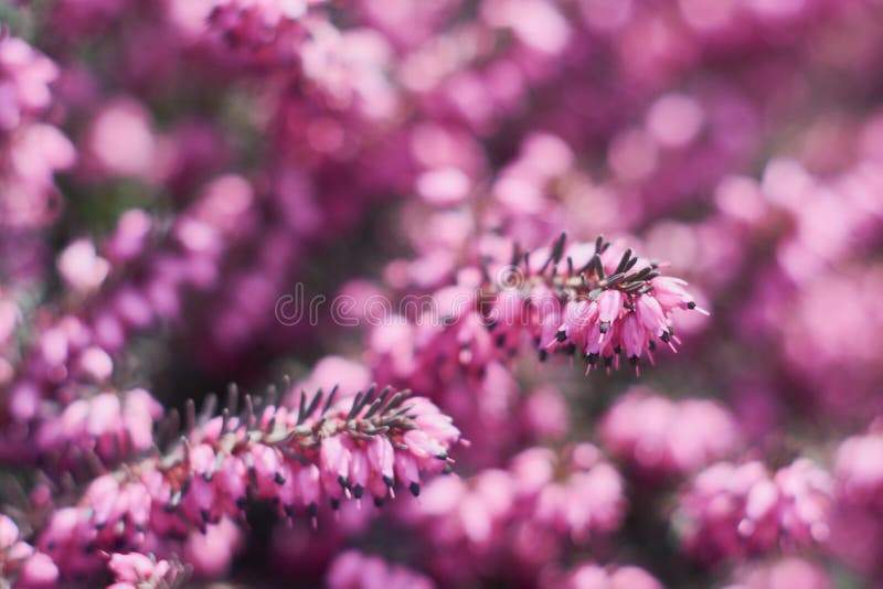 Vulgaris Roze Van Erica Calluna Stock Afbeelding - Image of bloei ...