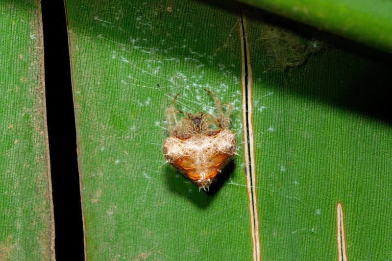 A Vulnerable and Endemic Debeer S Bolas Spider (Cladomelea Debeeri ...
