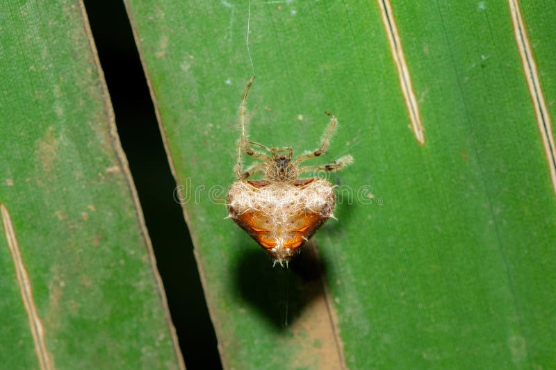 A Vulnerable and Endemic Debeer S Bolas Spider (Cladomelea Debeeri ...