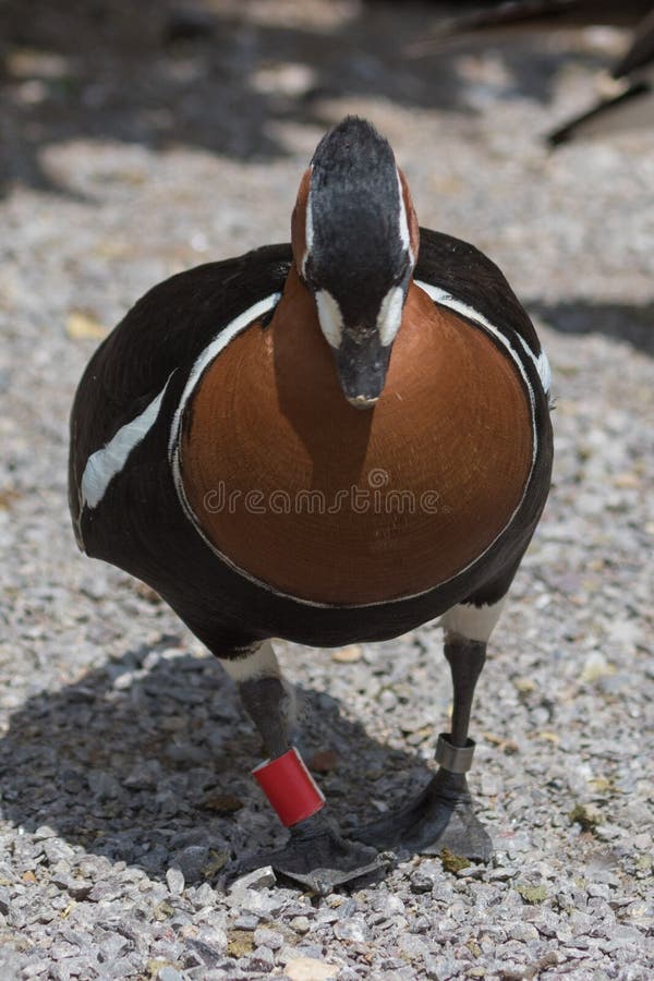 Red Breasted Goose in Eurasia Stock Photo - Image of feather, colorful ...