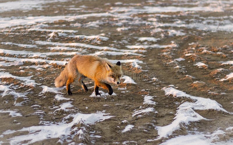 Vulpes corsac stock image. Image of predator, cunning - 47592029