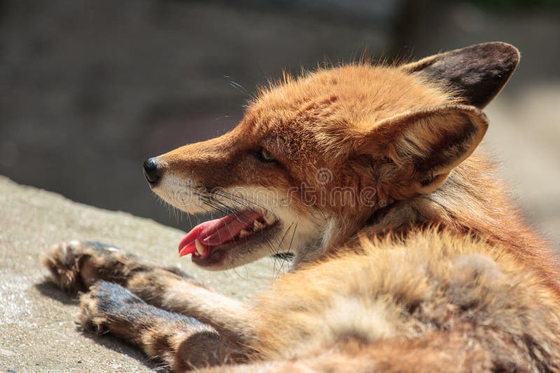Vulpes Di Vulpes Della Volpe Rossa Fotografia Stock - Immagine di ...