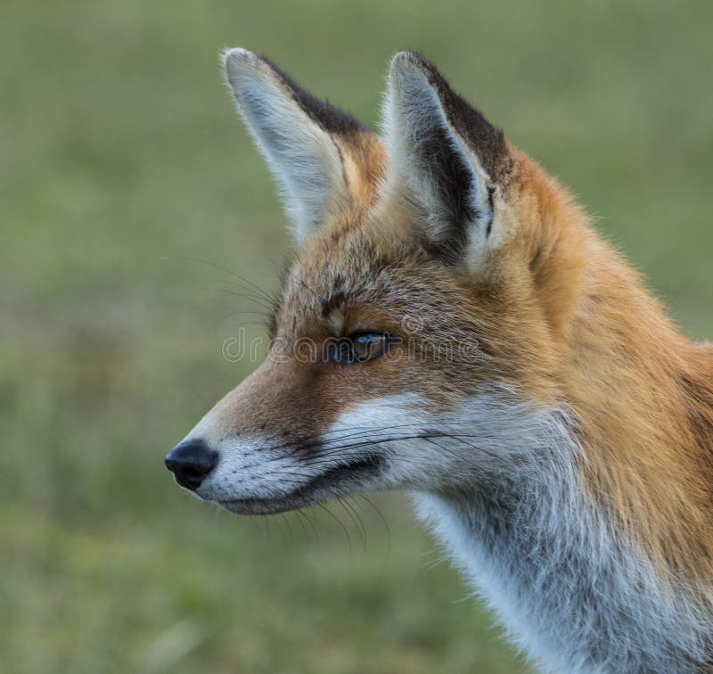 Red Fox, Vulpes Vulpes. Fur Tail. Stock Image - Image of domestic ...
