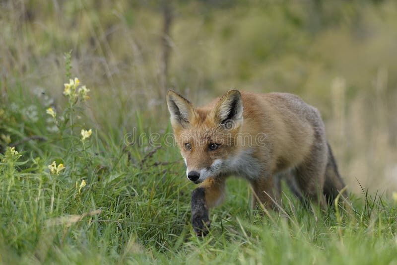 Vulpes stock photo. Image of hunting, predator, nice - 68940272