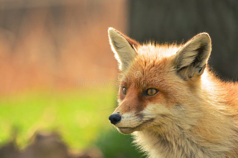 Vulpes vulpes - Red fox stock photo. Image of arctic - 176372734